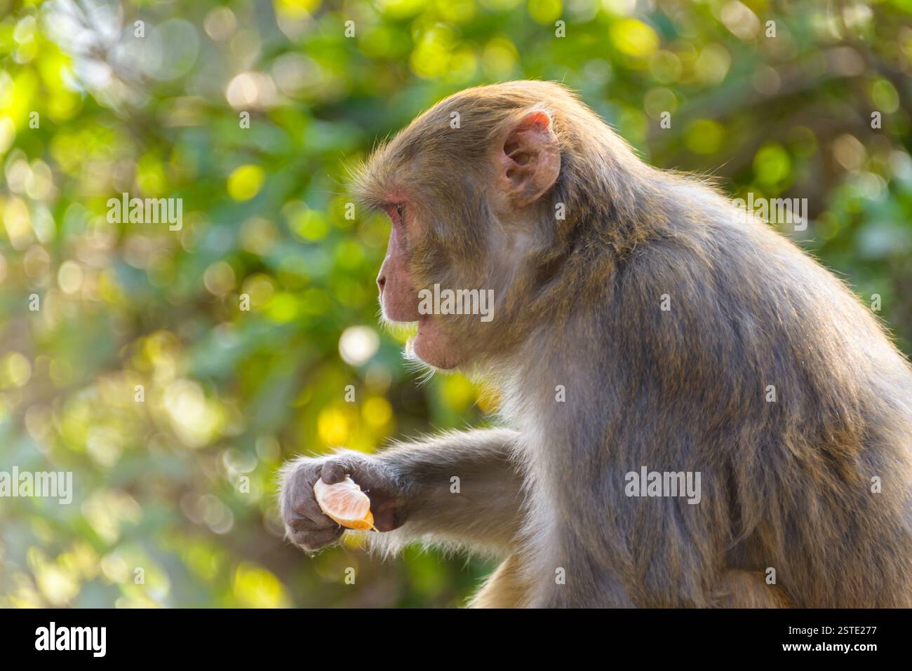 Monkey eating swayambhunath temple hi-res stock photography and images ...