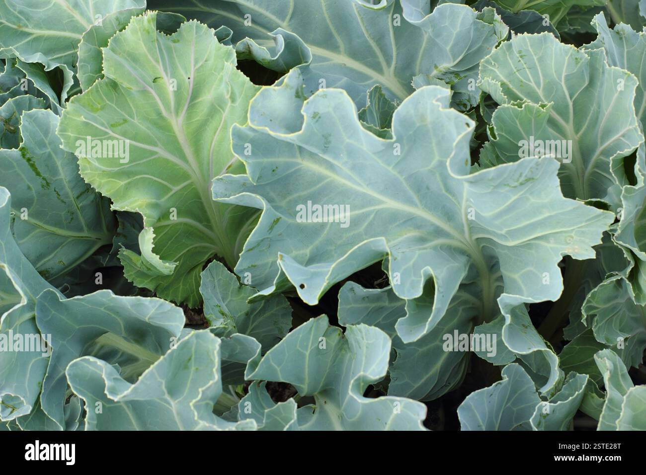 Sea Kale. Detail of clump of crambe maritima, a robust perennial with ...