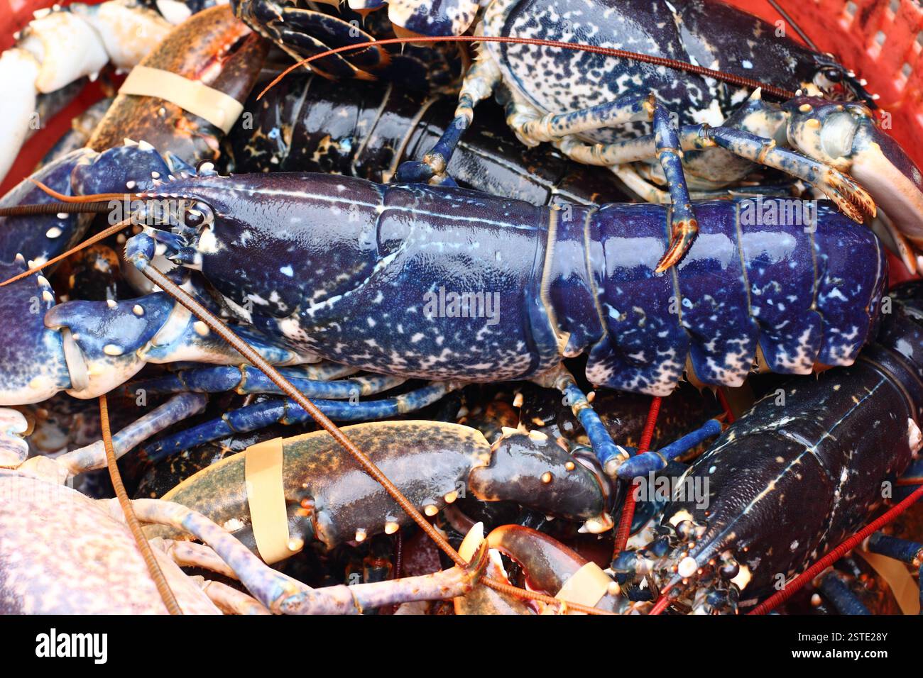 Homarus gammarus. Freshly caught, uncooked lobster, displaying blue ...