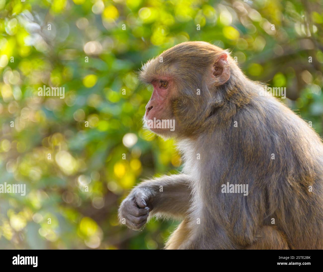 Macaque ecology hi-res stock photography and images - Alamy