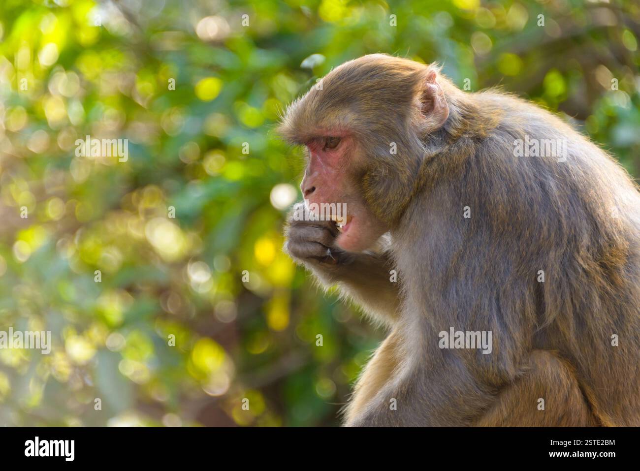 Monkey eating swayambhunath temple hi-res stock photography and images ...