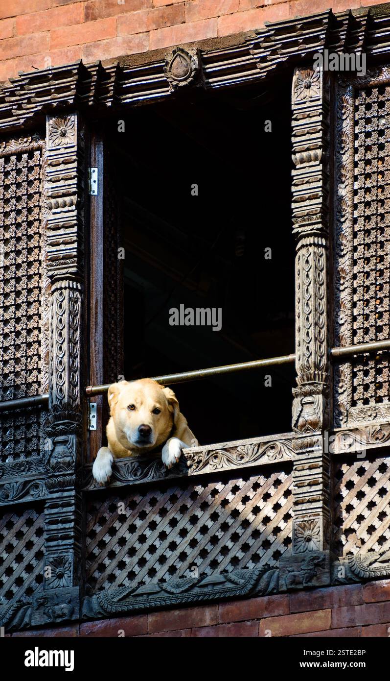 Dog looking out of a window Stock Photo - Alamy