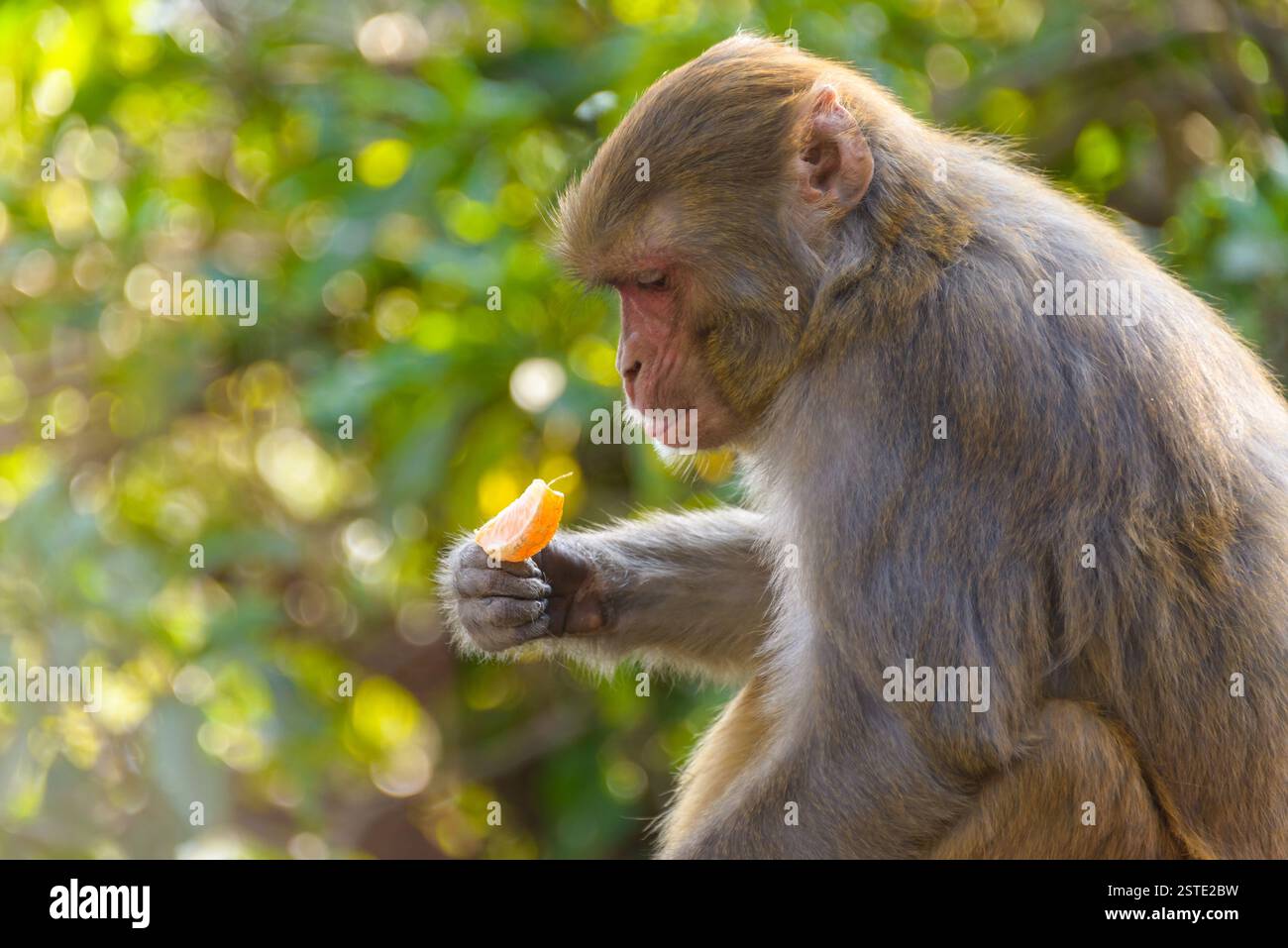Macaque eating an orange Stock Photo - Alamy