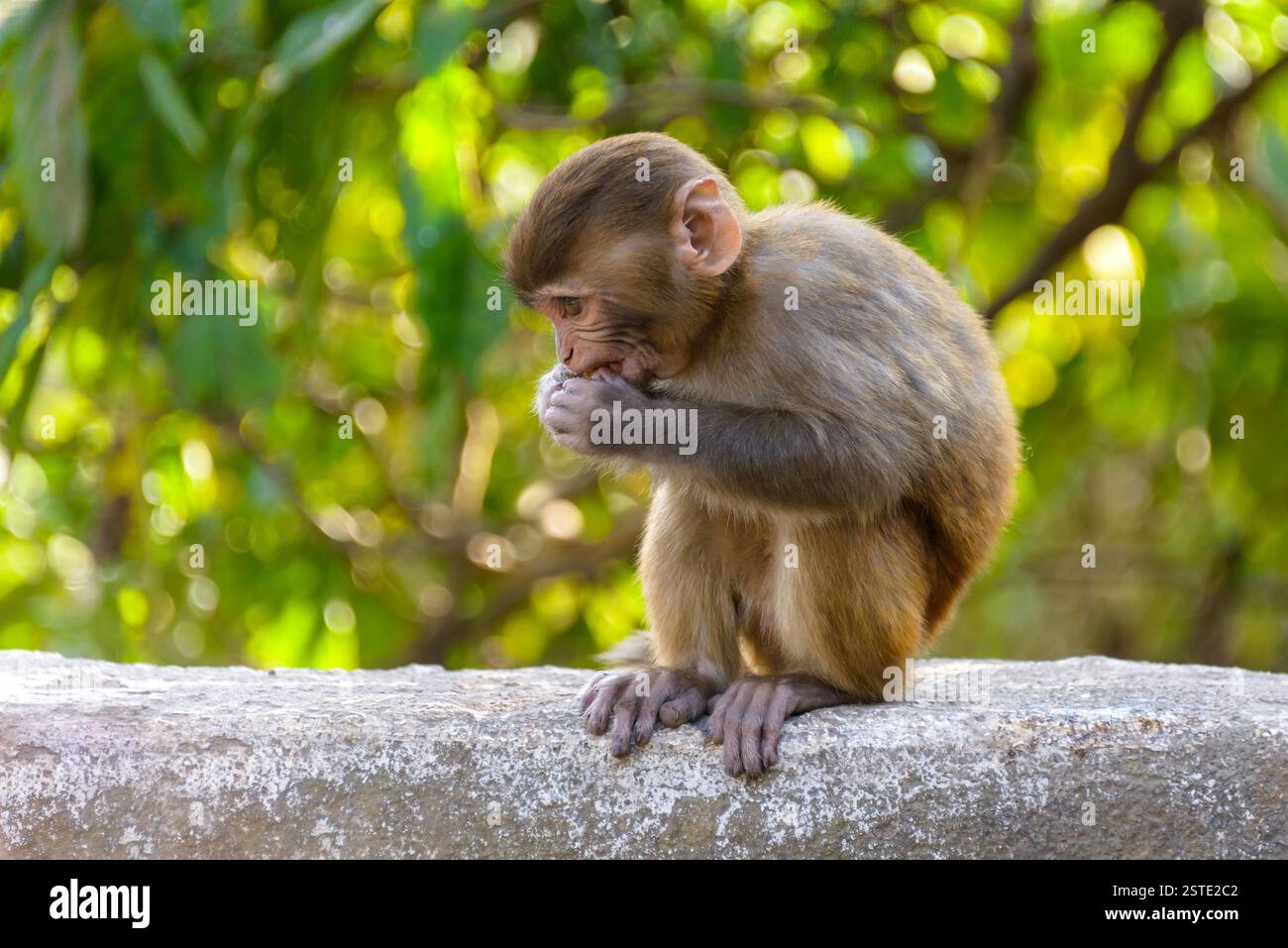 Macaque biting hi-res stock photography and images - Alamy