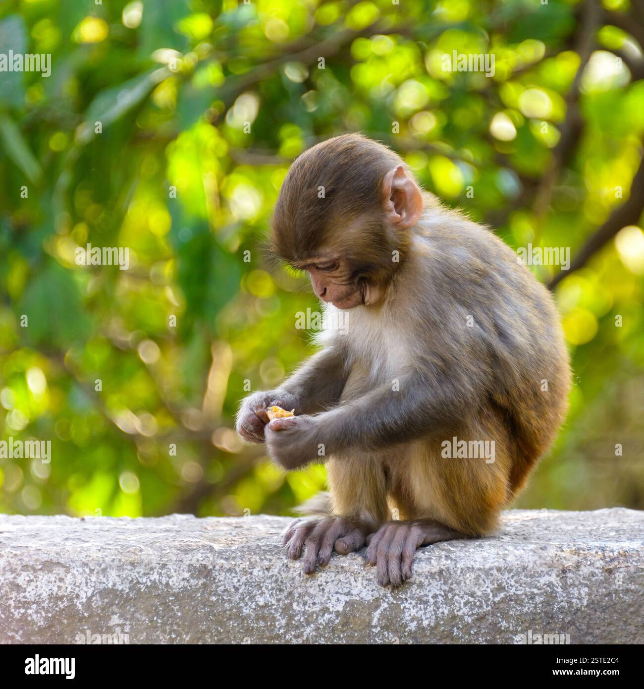 Macaque hands hi-res stock photography and images - Alamy