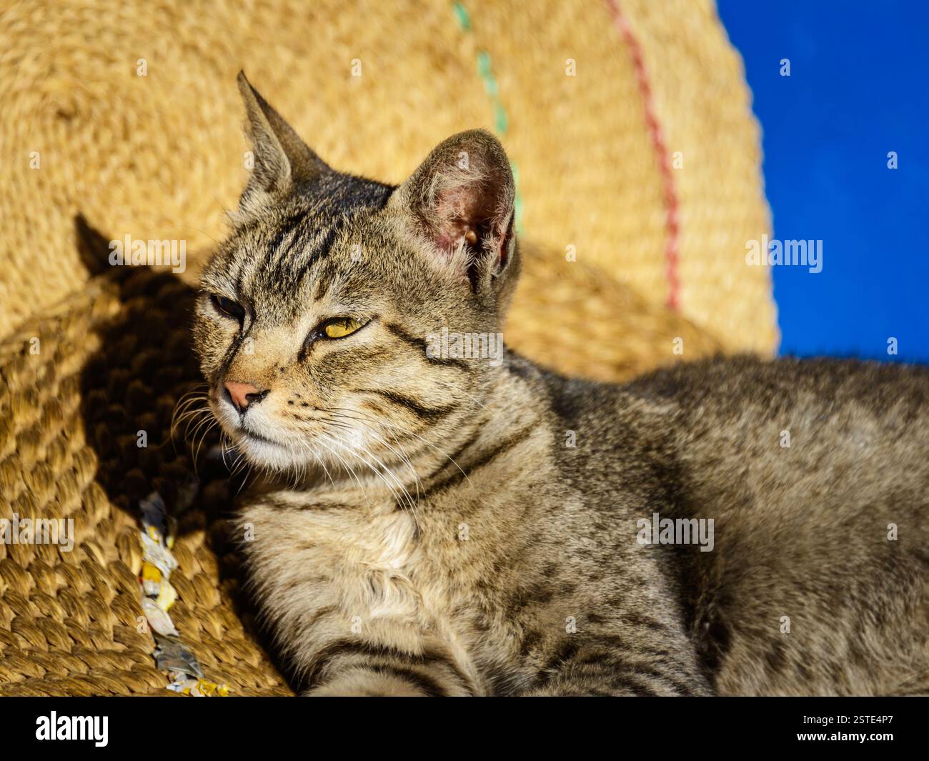 Cat basking in the sun Stock Photo - Alamy