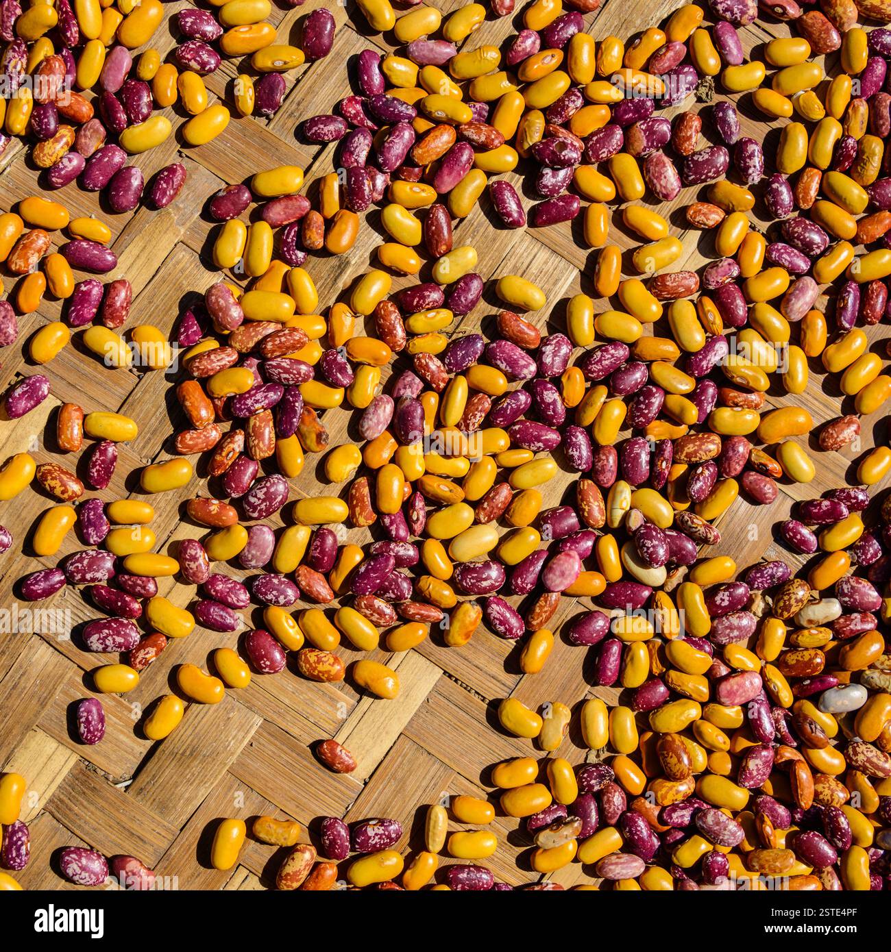 Beans drying in the sun Stock Photo - Alamy