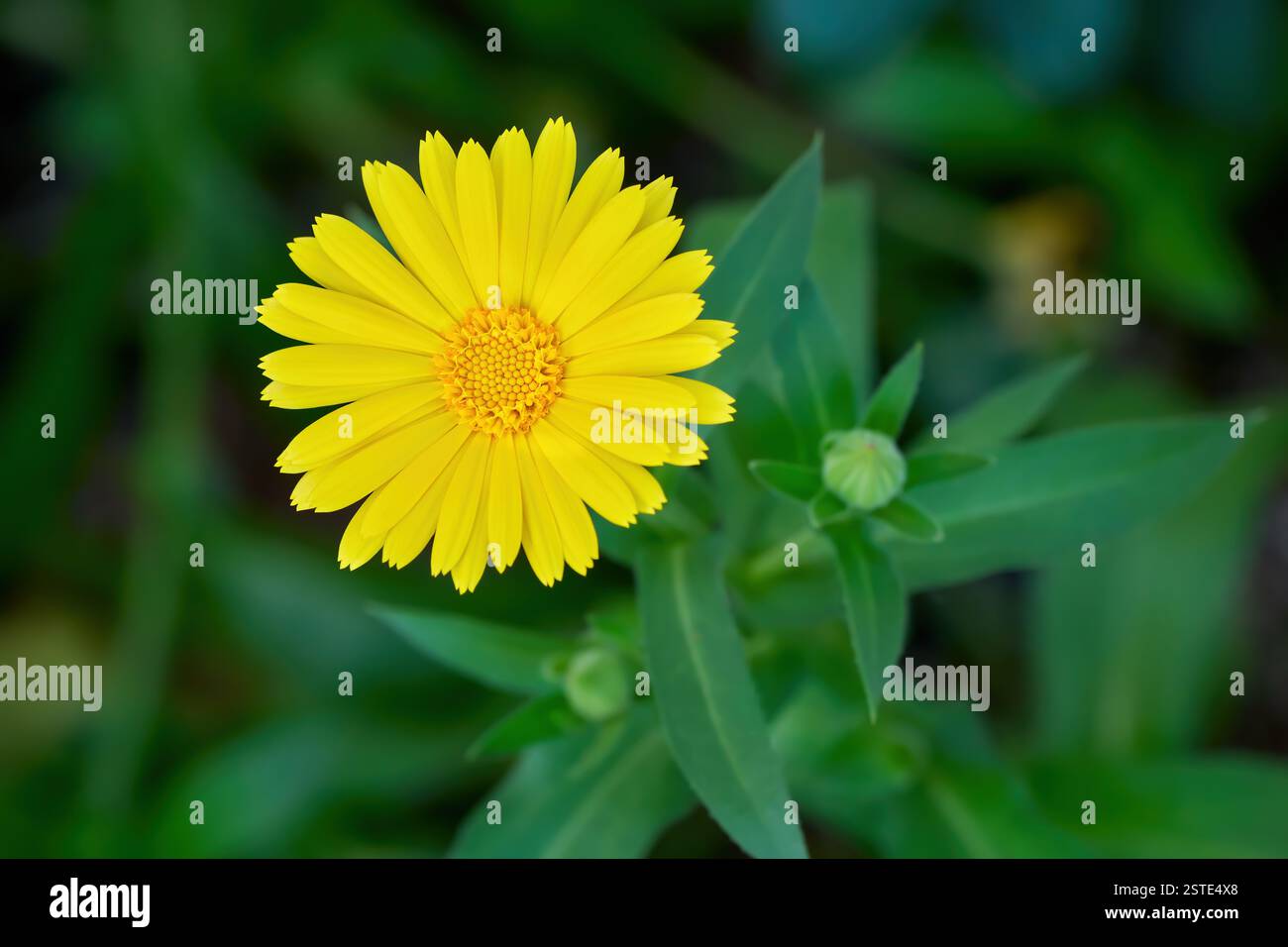 Marigold flower in yellow hi-res stock photography and images - Alamy