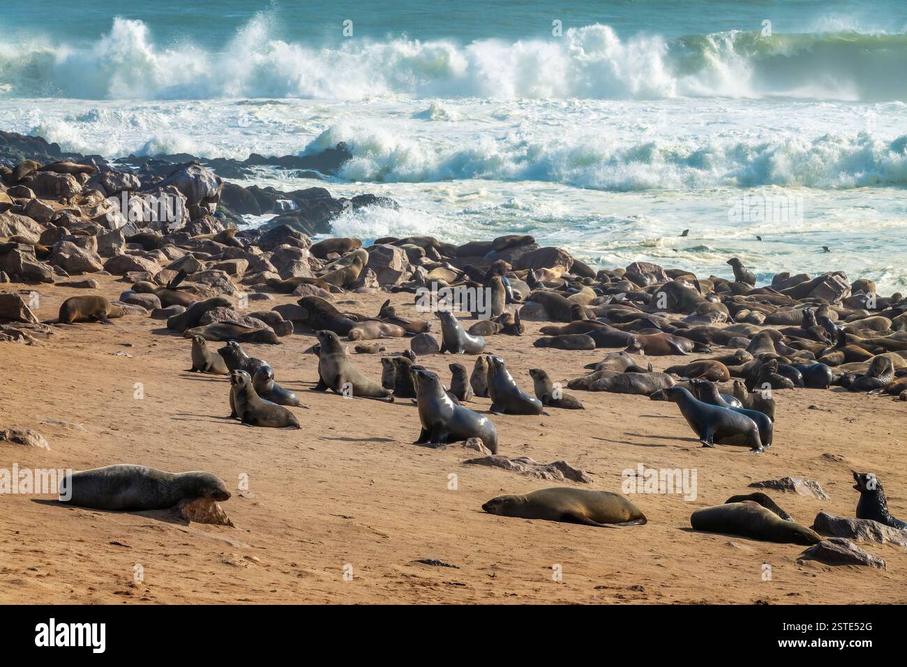 Fur seals on the beach at Cape Cross seal Reserve near Swakopmund ...