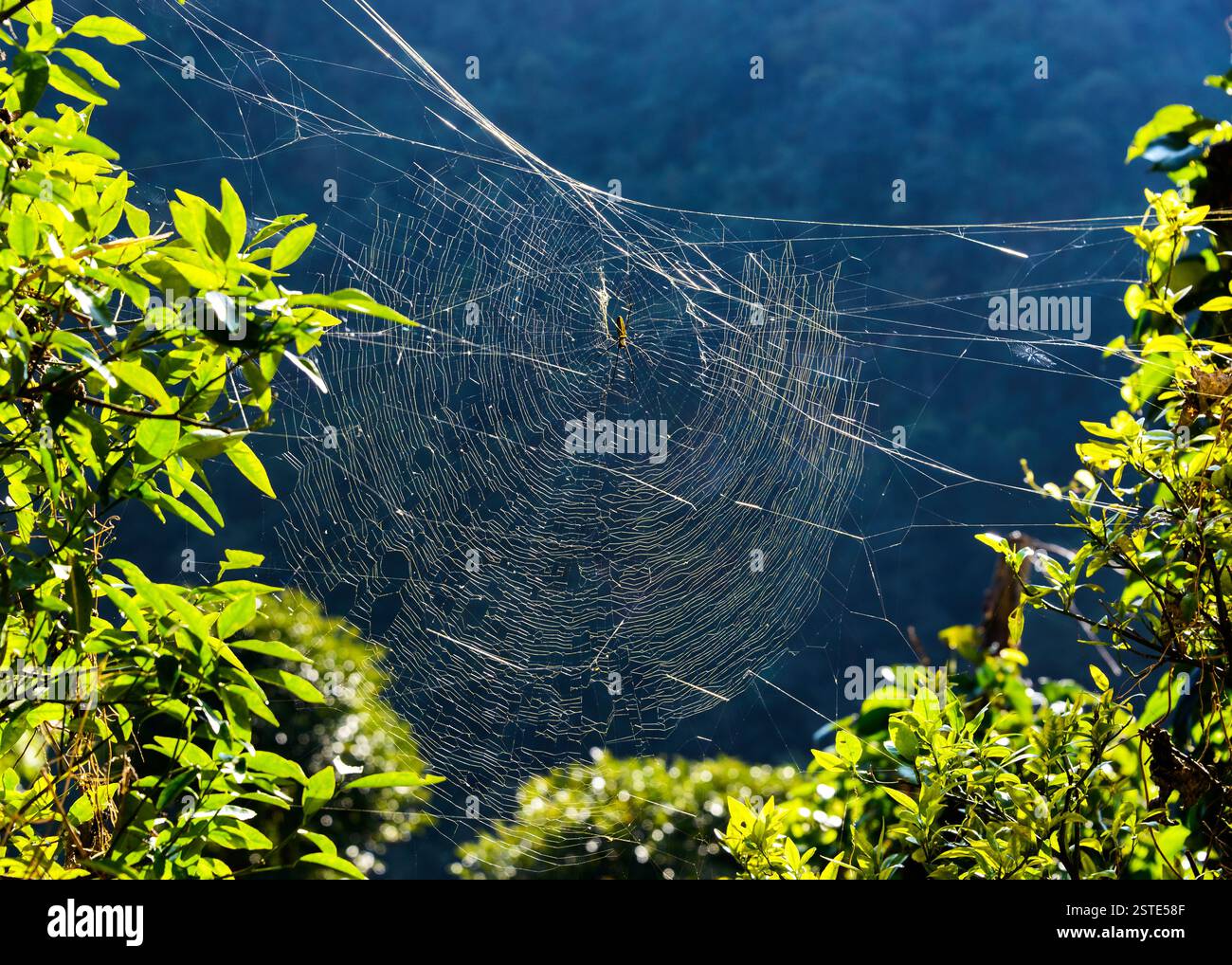 Golden orb weaver spider on its web Stock Photo - Alamy