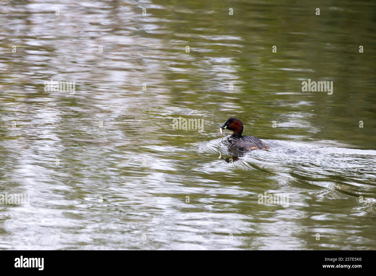 The Little Grebe is a small waterbird that feeds on fish and insects ...