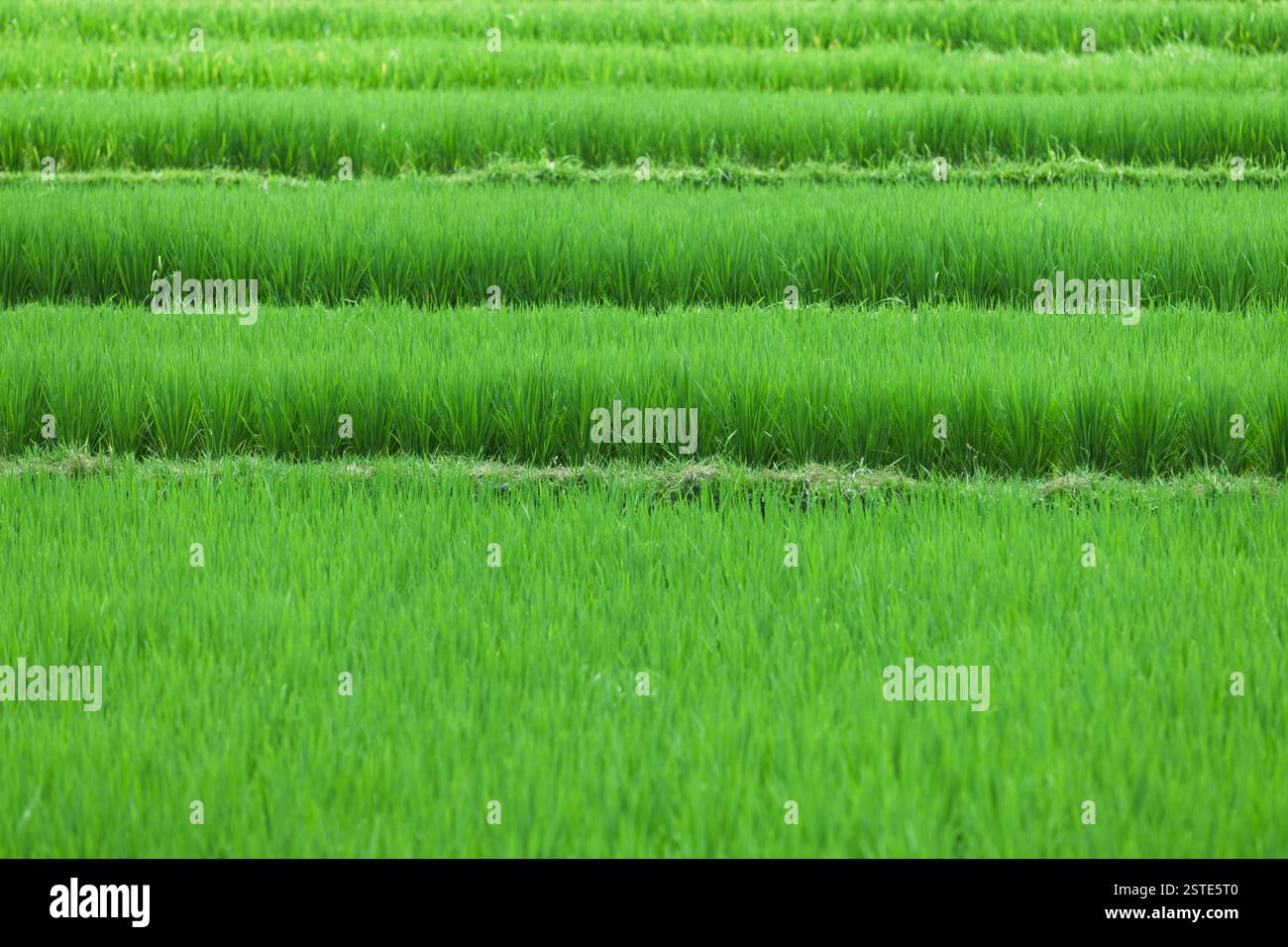 Rice fields close up Stock Photo - Alamy