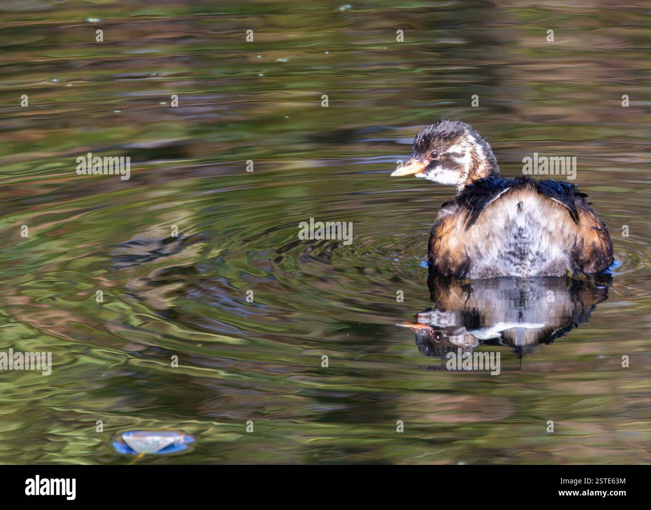 The Little Grebe is a small waterbird that feeds on fish and insects ...