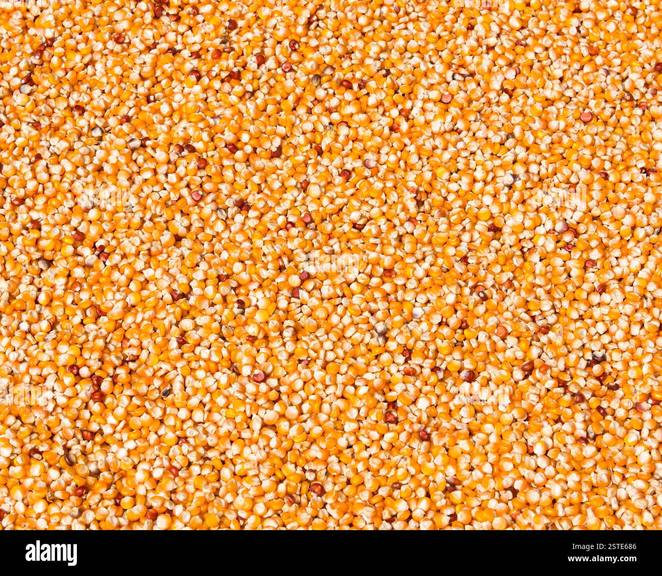 Corn drying in the sun Stock Photo - Alamy