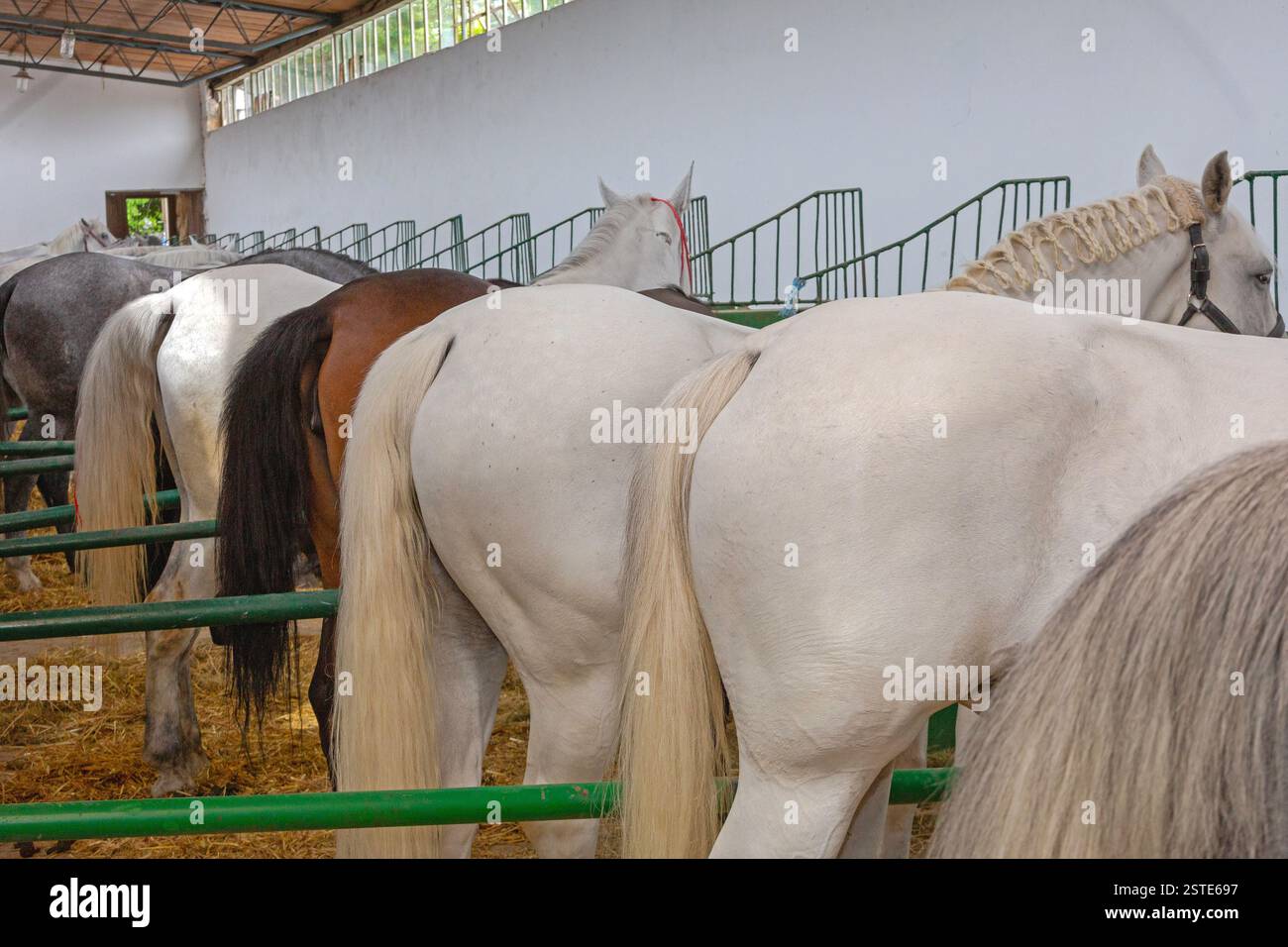 Rear View of Many Big Horses in Stable Equestrian Facility Stock Photo ...