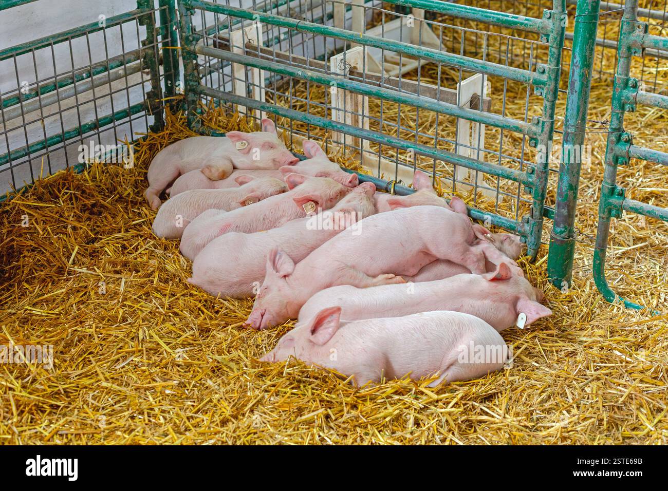 Piglets Keeping Warm Together Sleeping in Enclosure at Animal Farming ...
