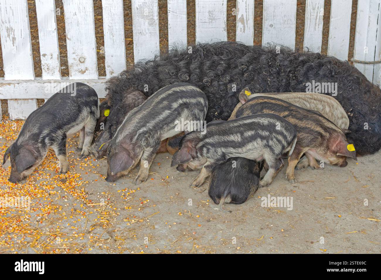 Newborn Piglets Black Mangalica Pig Hungarian Breed at Animal Farming ...