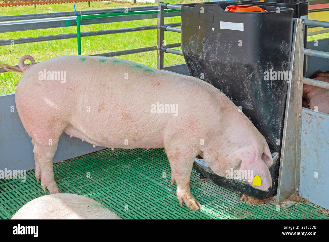 Automated Pig Feeder Device at Modern Animal Farm Equipment Stock Photo ...