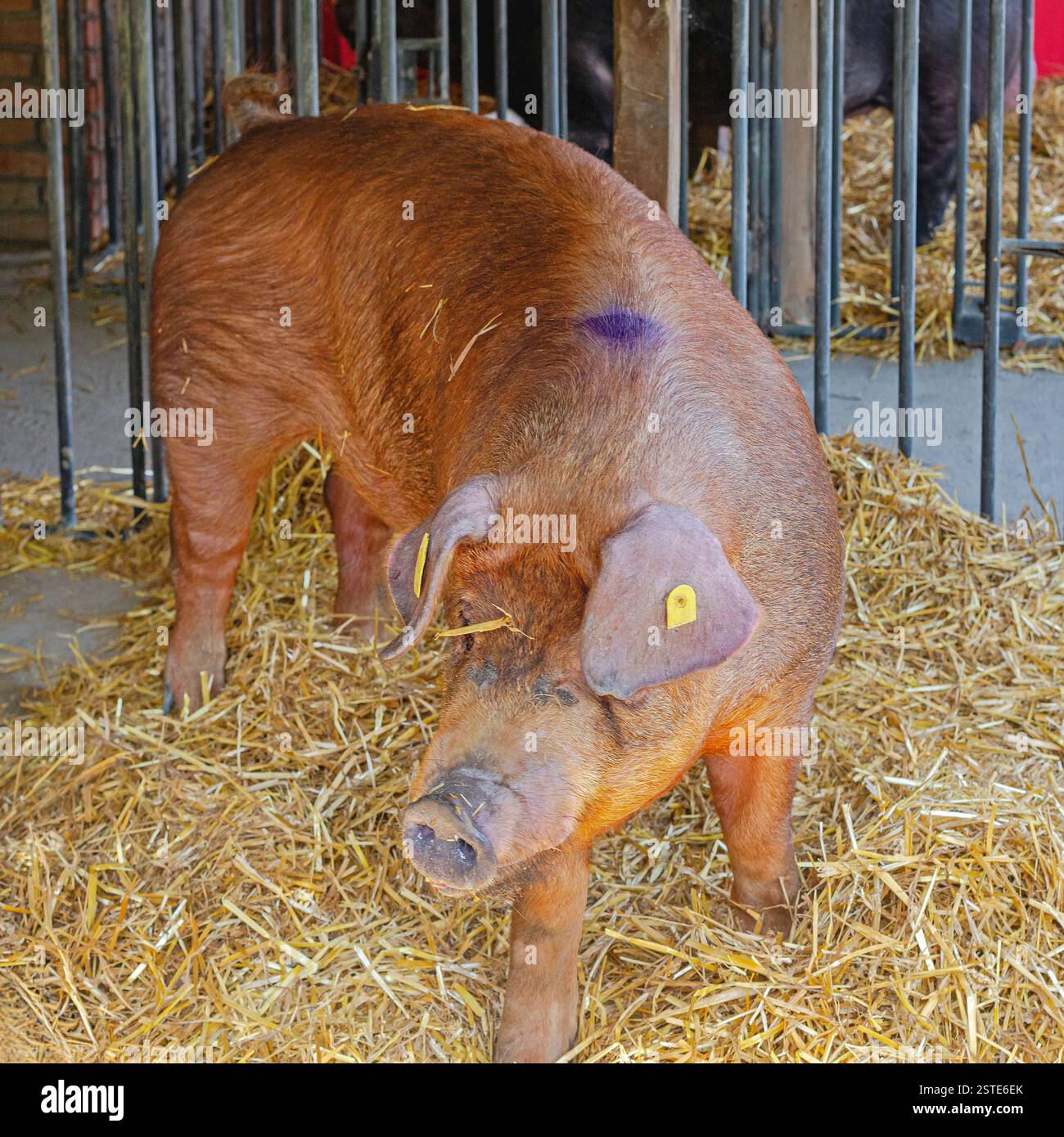 Large Red Hog in Enclosure at Animal Breeding Pig Farming Stock Photo ...