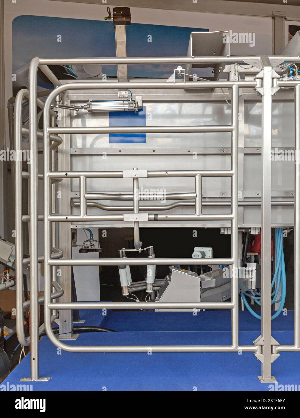 Automated Robotic Milking Machine With Texas Gate at Modern Dairy Farm ...