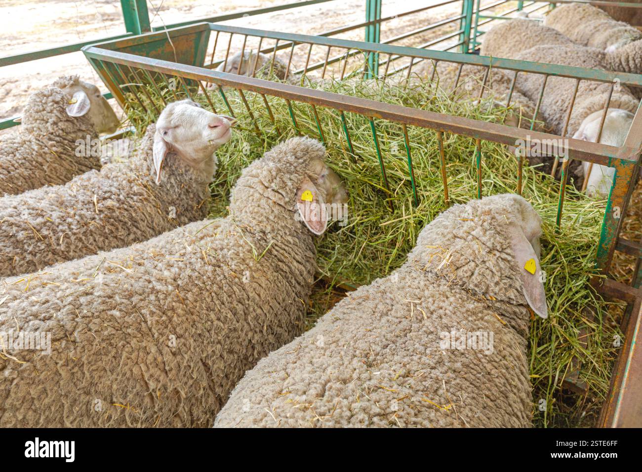 Flock of Sheep in Pen Enclosure at Animal Farm Stock Photo - Alamy