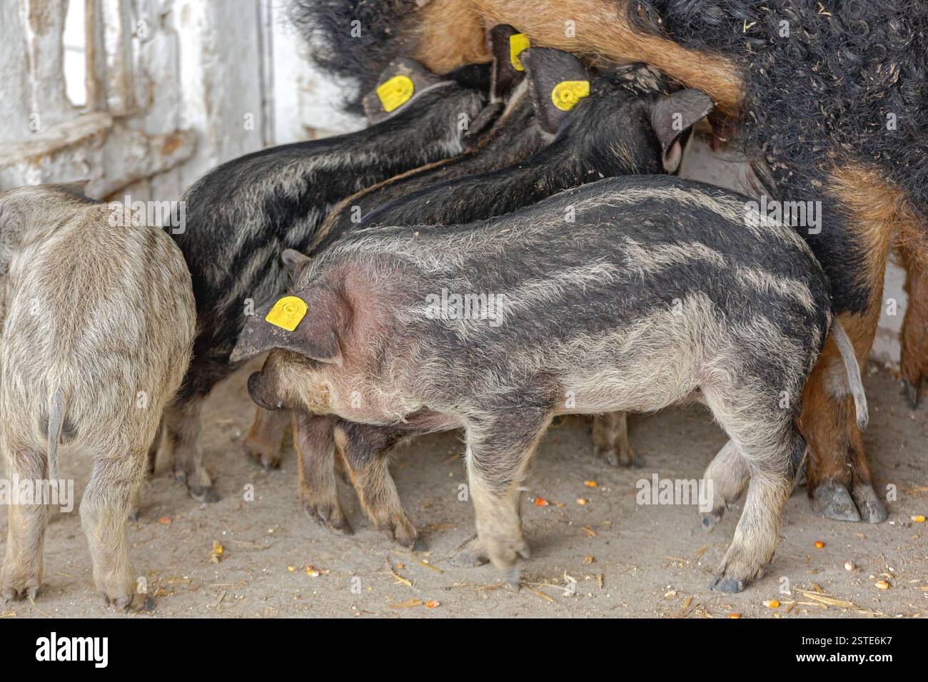Newborn Piglets Grey and Black Mangalica Pig Hungarian Breed at Animal ...