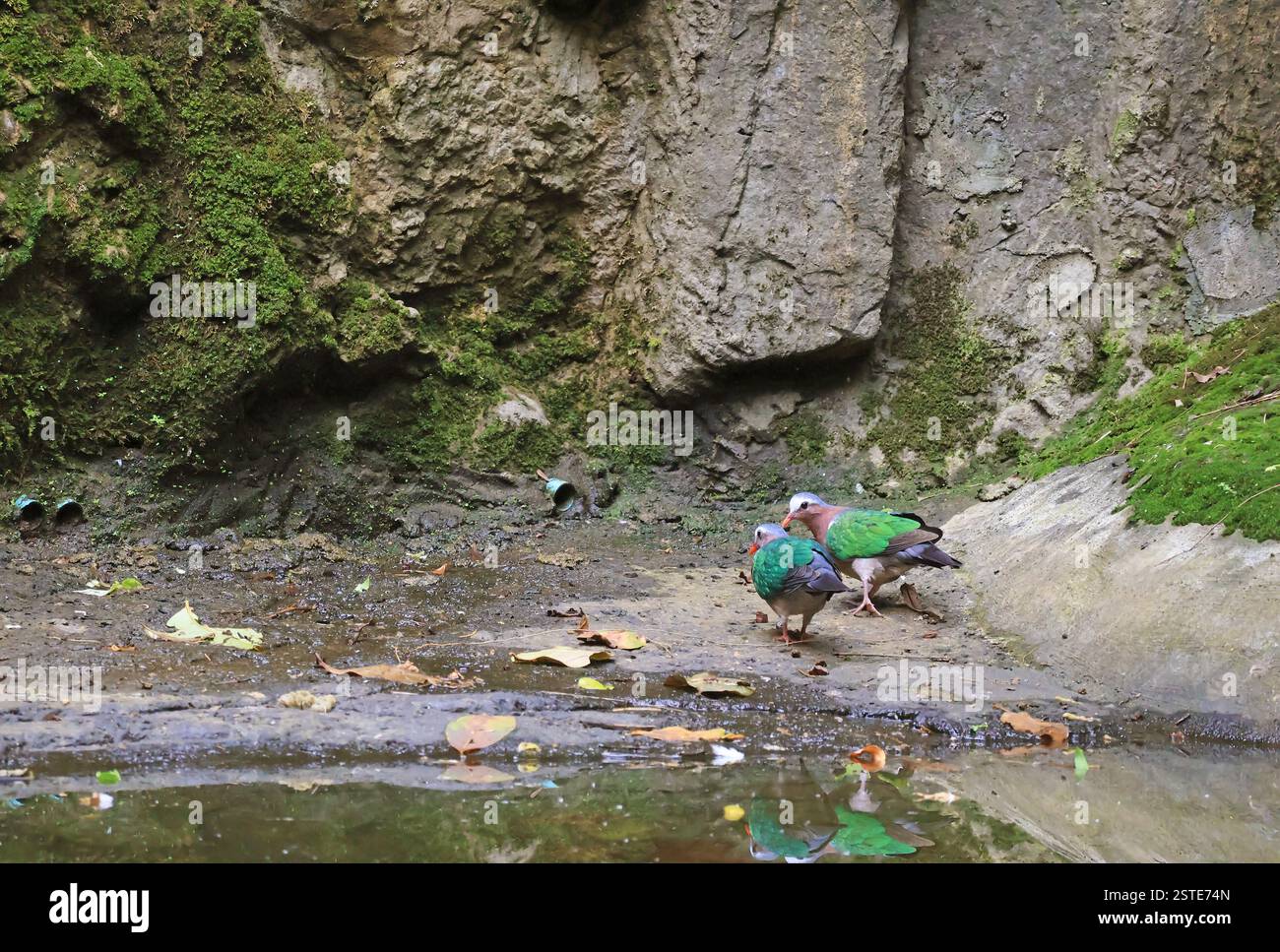 Pair of Gorgeous Common Emerald Doves or Green-winged Pigeon Grazing on ...