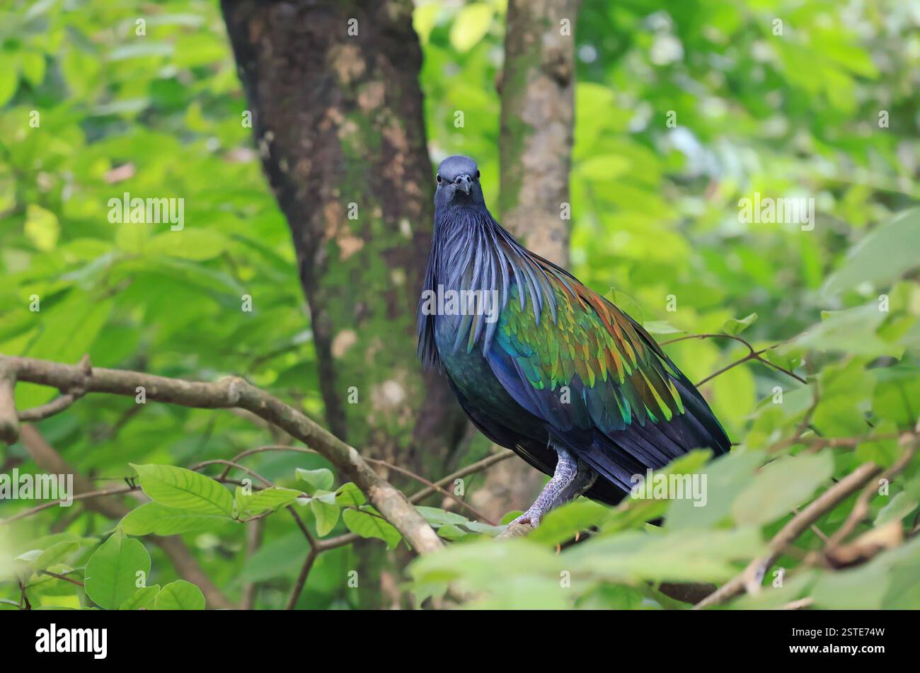 Nicobar Pigeon, a tropical bird which has stunning iridescent plumage ...