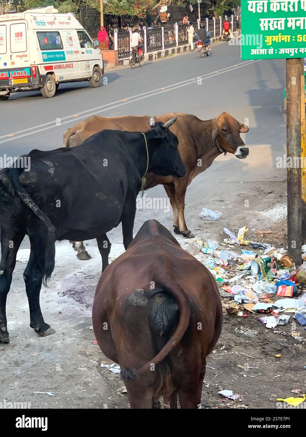 Jaipur India animals cow cows street walking walk petrol station fort ...