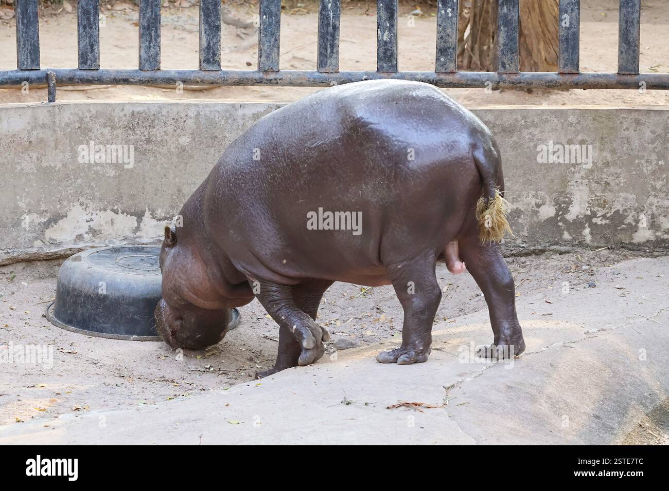 Over 20 Years Old Adult Male Pygmy Hippopotamus Grazing in his ...