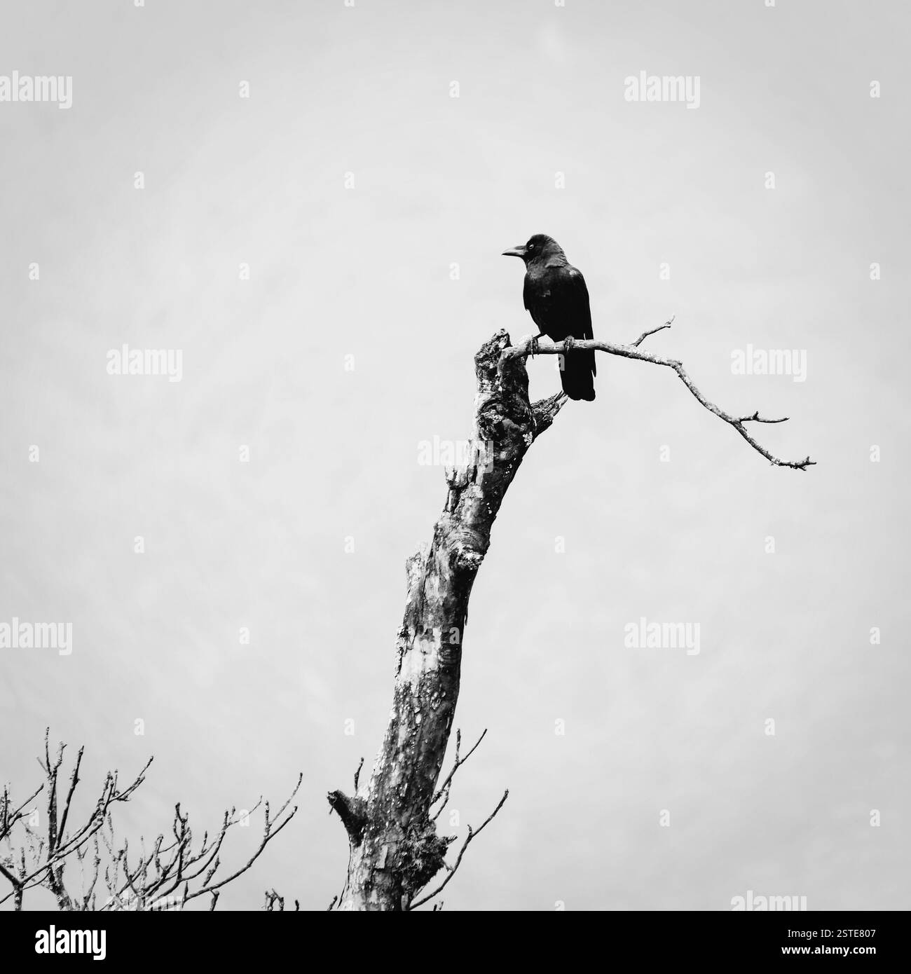 Avian tree Black and White Stock Photos & Images - Alamy