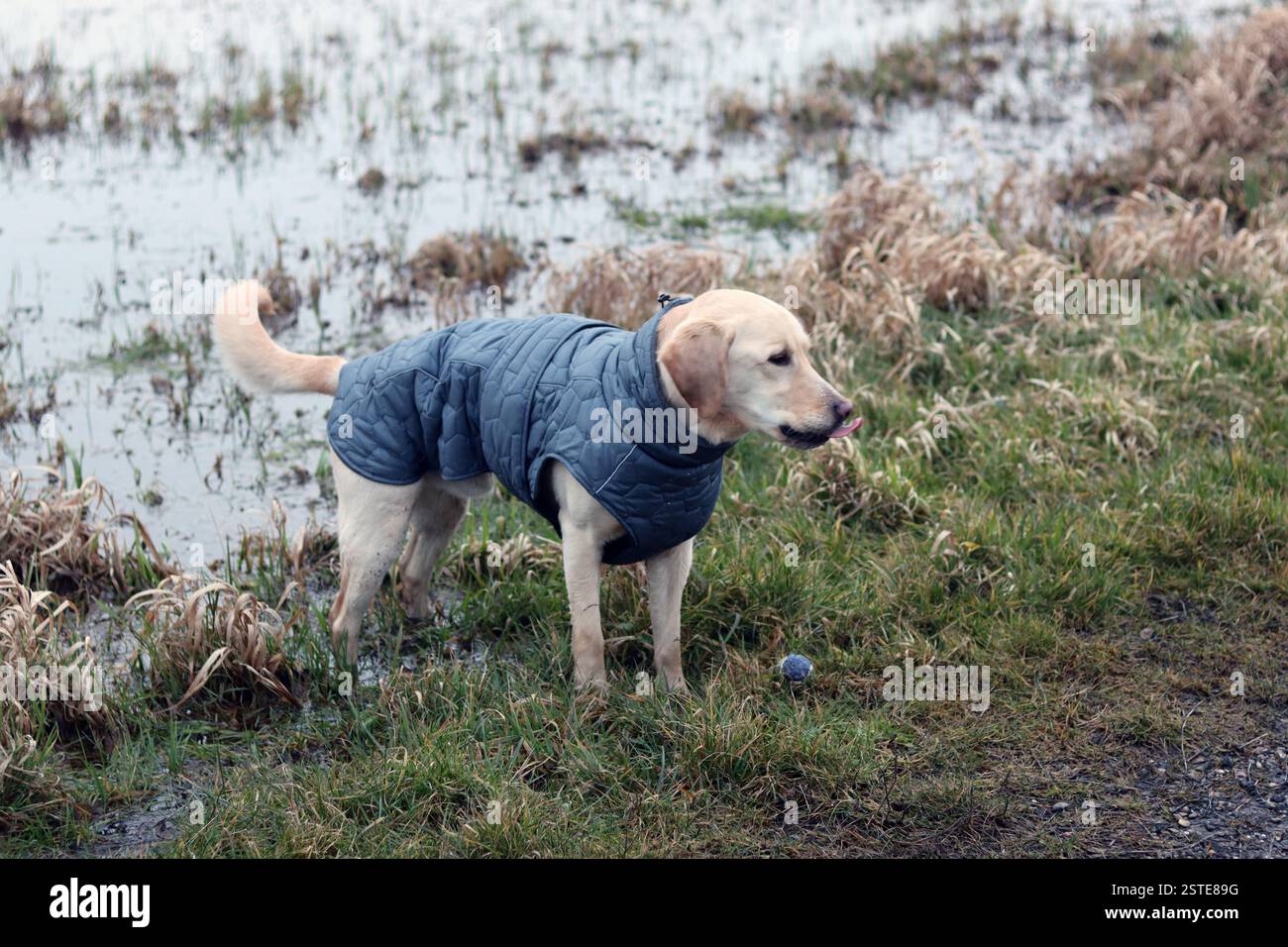 Labrador retriever dog playing in the puddles in the mud Stock Photo ...