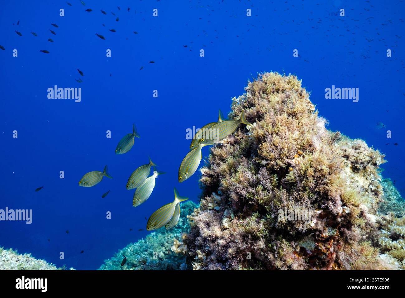 School of small fish with swimming around coral reef underwater in ...