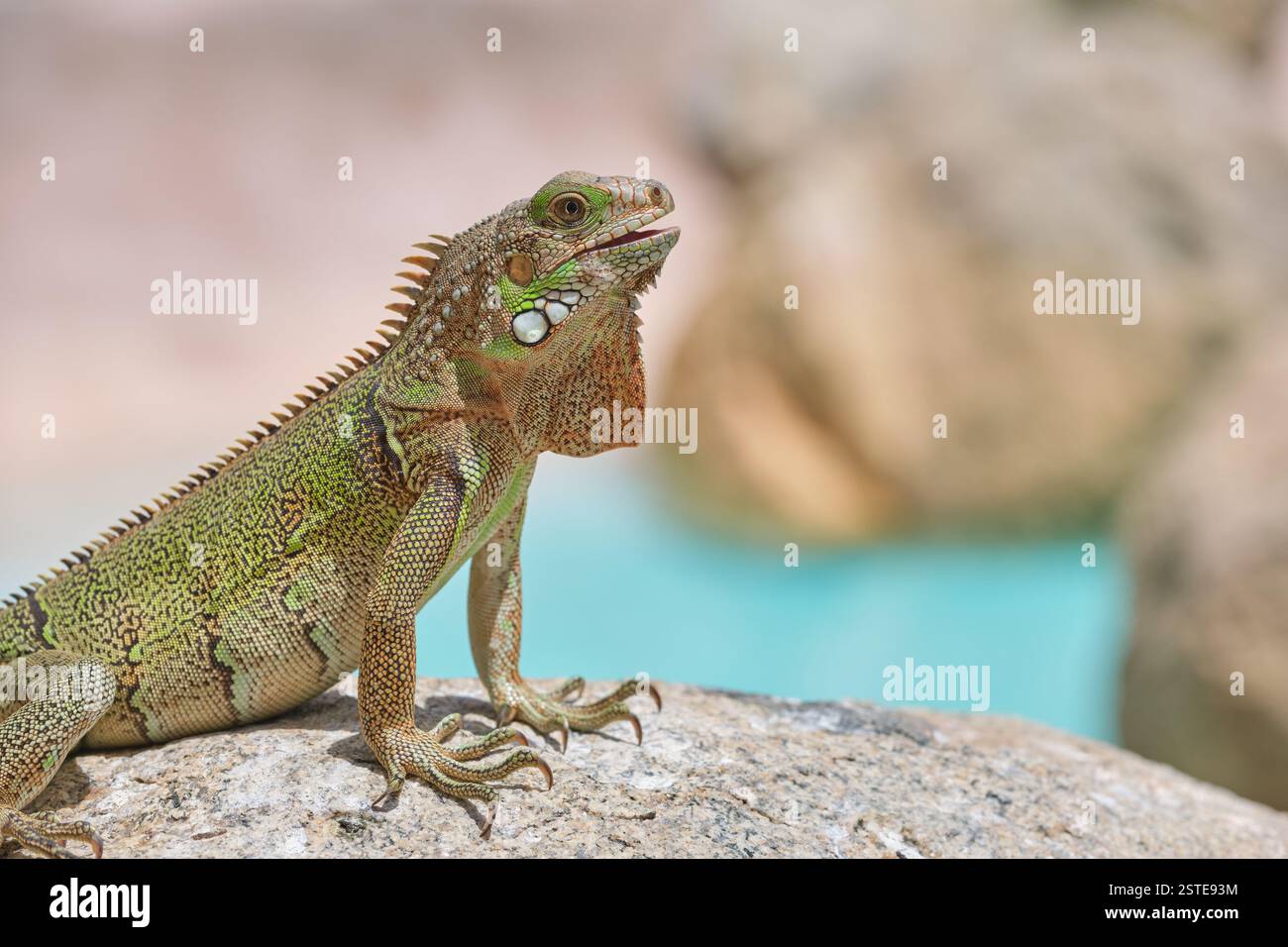 Closeup side view of iguana on stony ground in nature on blurred ...