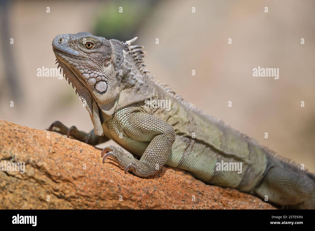 Closeup side view of iguana on stony ground in nature on blurred ...