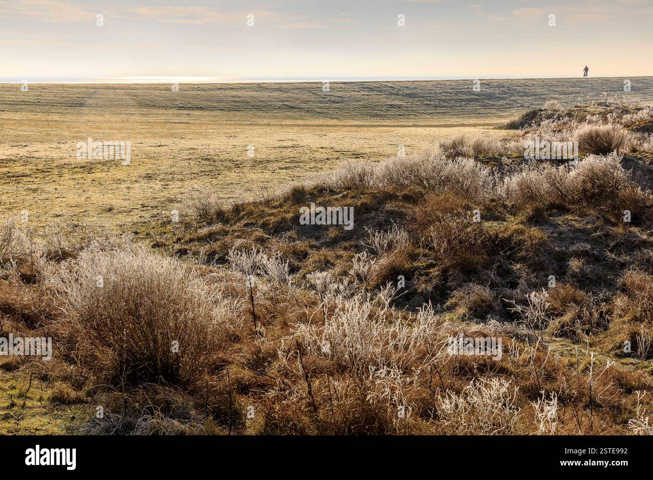 am Südstrandpolderdeich, Vegetation teilweise mit Raureif, im ...