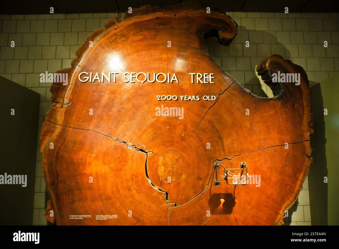 Giant Sequoia Tree cross-section. Deep reddish-brown wood with visible ...