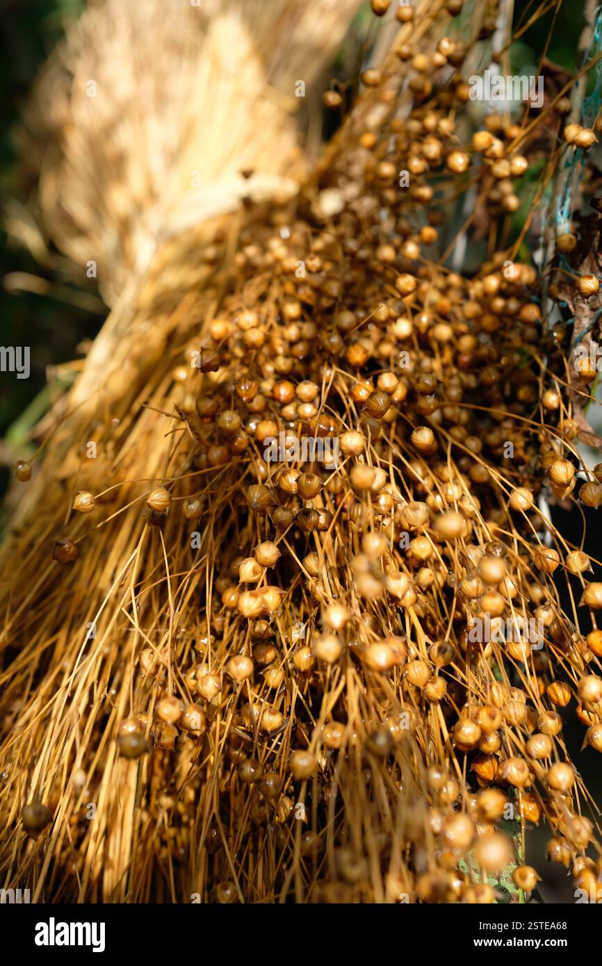 Flax seed pods. Flax sheaf after the rain in the garden. Wet flax ...