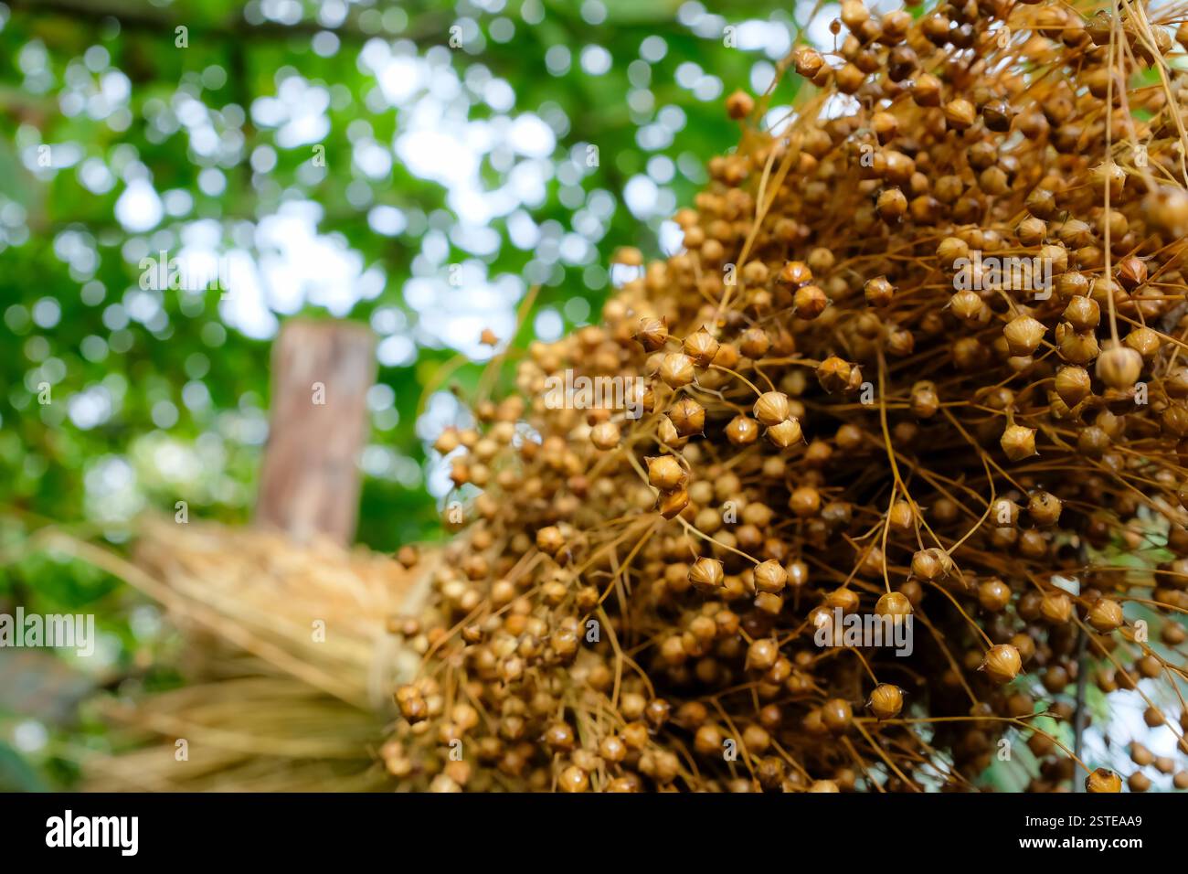 Flax seed pods. Flax sheaf after the rain in the garden. Wet flax ...