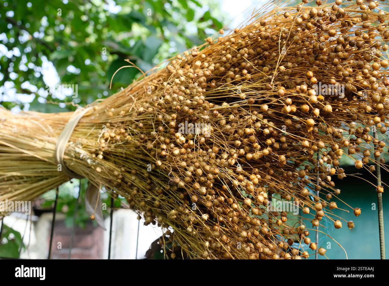 Flax seed pods. Flax sheaf after the rain in the garden. Wet flax ...