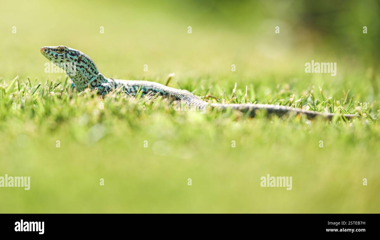 An endemic Ibiza wall lizard, known as 'Sargantana', rests gracefully ...