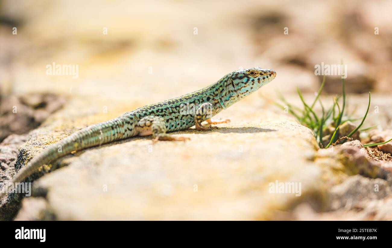 A close-up of a Sargantana lizard, an endemic species distinctive to ...