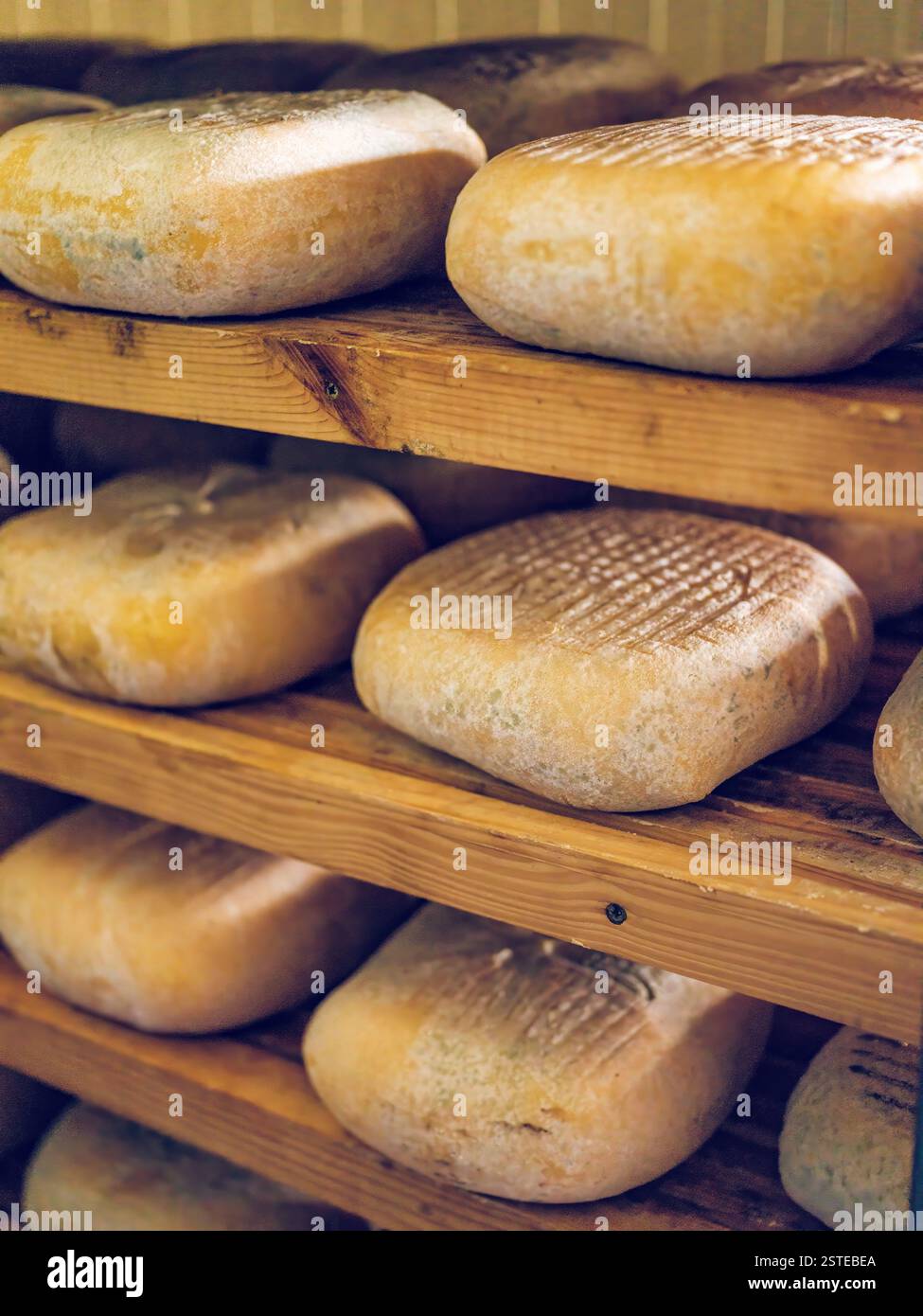 Authentic Mahon-Menorca cheese wheels aging gracefully on rustic wooden ...