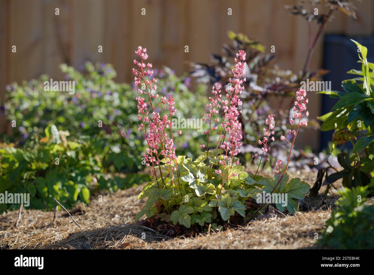Close-up on heucherella “pink revolution” on a suny summer afternoon ...