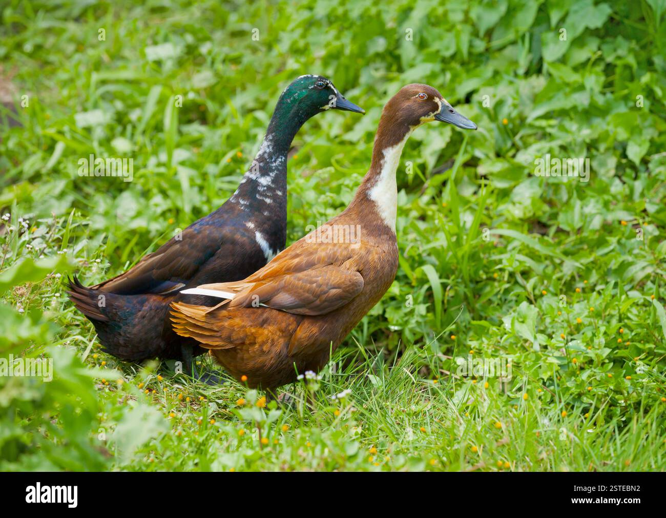 Flock ducks on meadow hi-res stock photography and images - Alamy