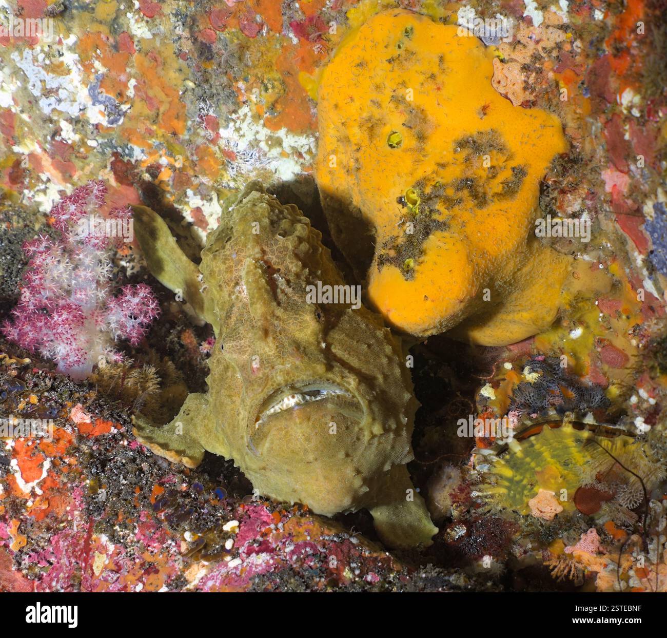 Anglerfish deep sea hi-res stock photography and images - Alamy