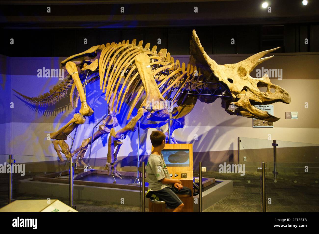Boston Triceratops skeleton illuminated display case boy exploring ...