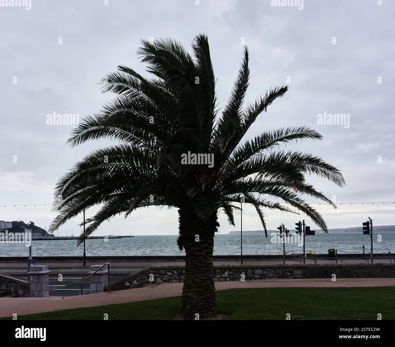 Palm tree on the seafront at Torquay, Devon, England, on a winter day ...