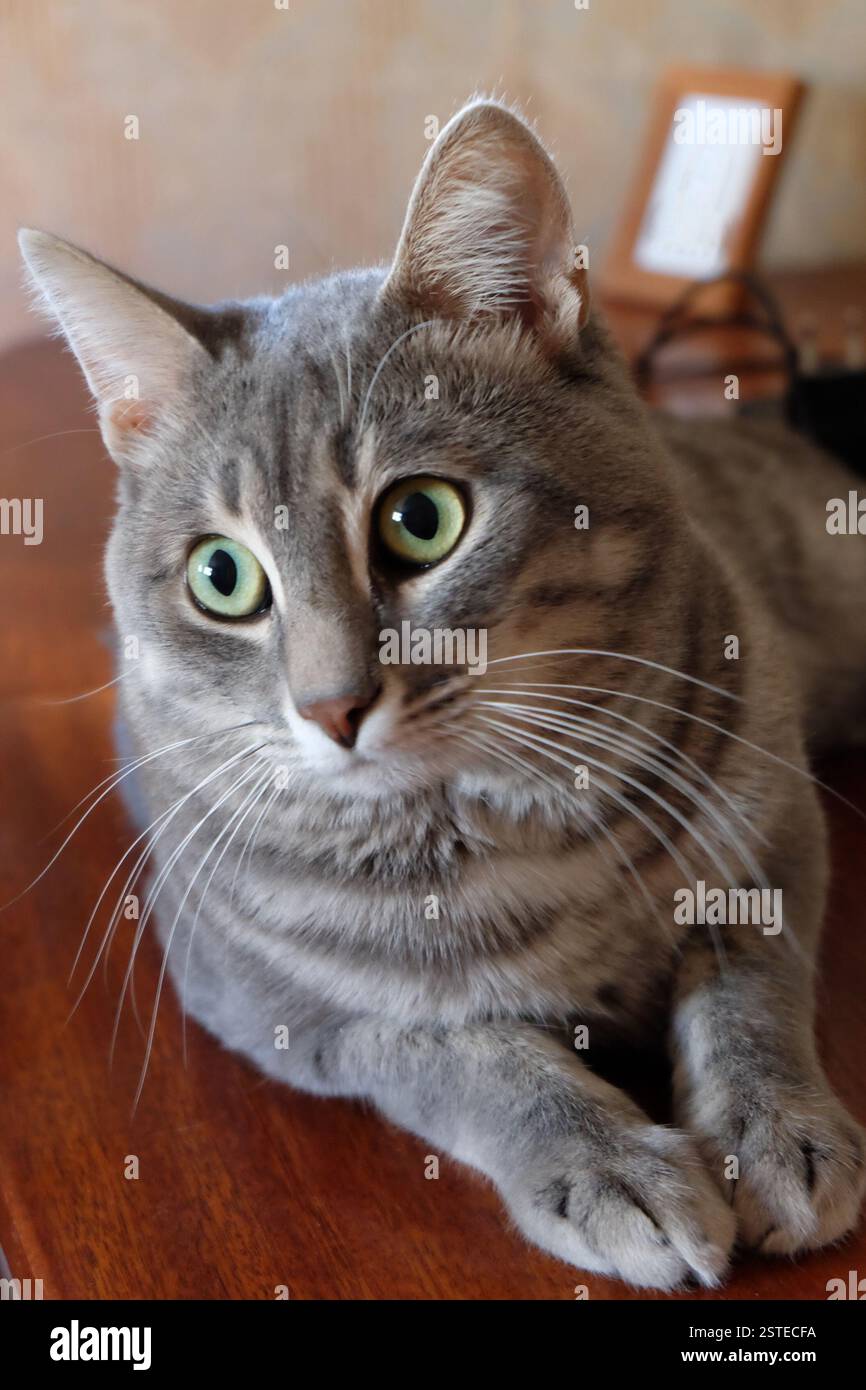 Tabby cat looks camera hi-res stock photography and images - Alamy