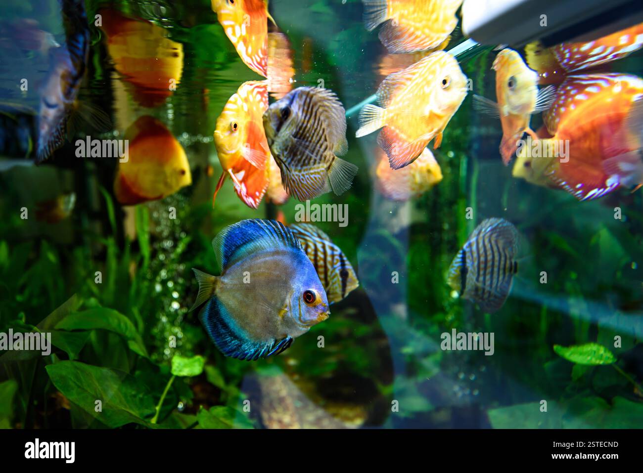 A colorful assortment of tropical freshwater fish swim among aquatic ...